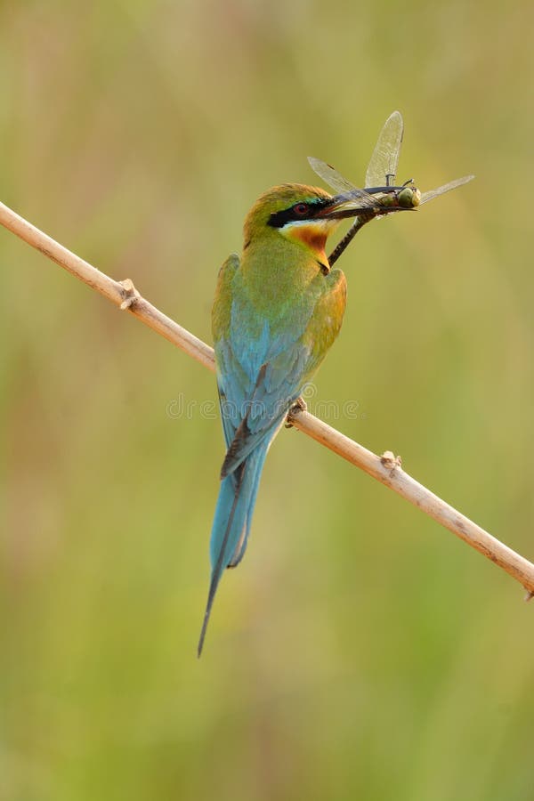 Blue tailed bee eater stock image. Image of asian, forest - 21320437