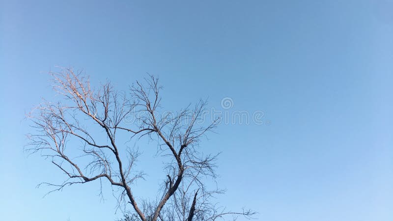 Beautiful Blue Trees and Skies B Stock Image - Image of shell, skies ...