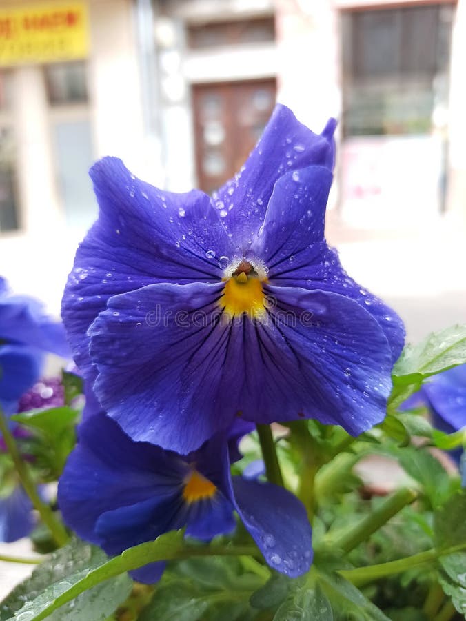 Beautiful Blue Viola Flower with Raindrops Close Up Stock Image - Image ...