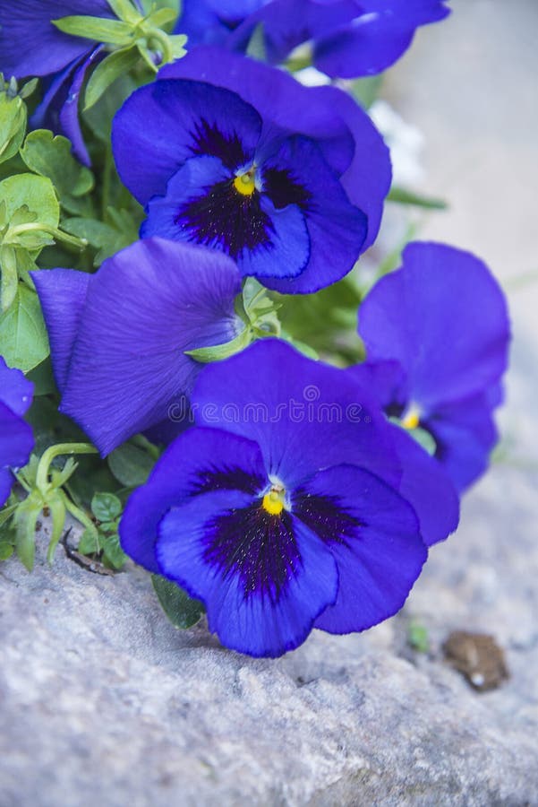 Beautiful Blue Violets Flowers Stock Image - Image of violet, beautiful ...
