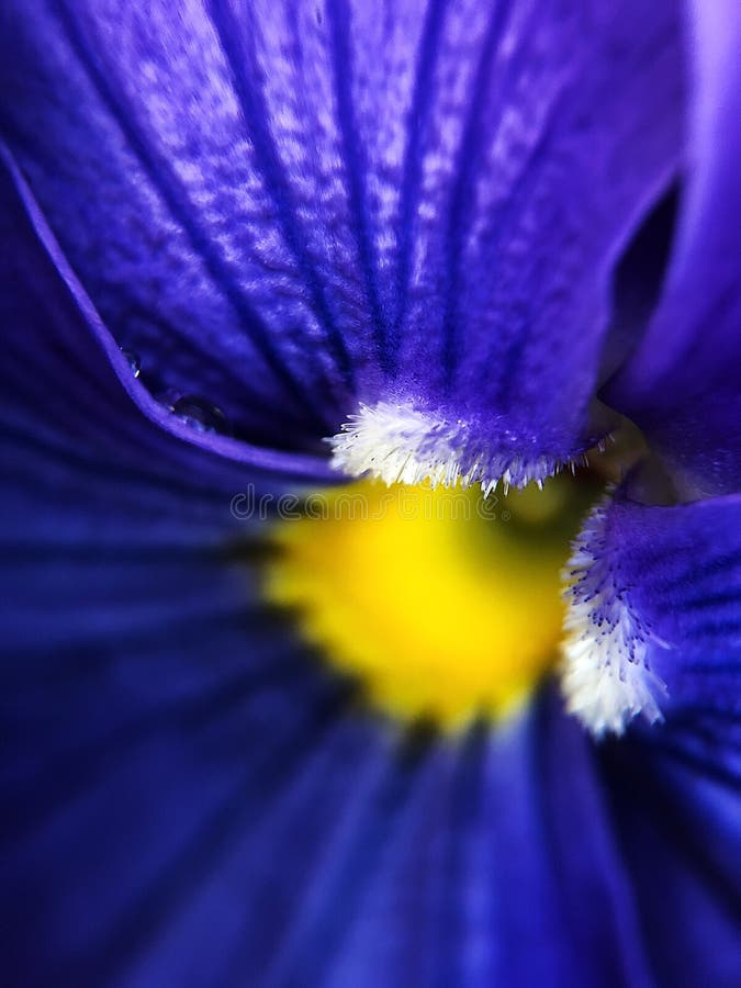 Beautiful Blue Violets in Prak in Summer Stock Image - Image of nature ...