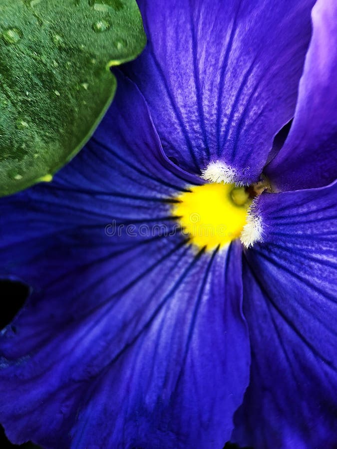 Beautiful Blue Violets in Prak in Summer Stock Photo - Image of garden ...