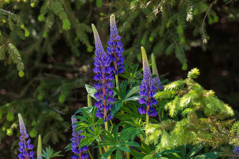 Beautiful Blue Wild Flower in the Meadow. the Background is Green Stock ...