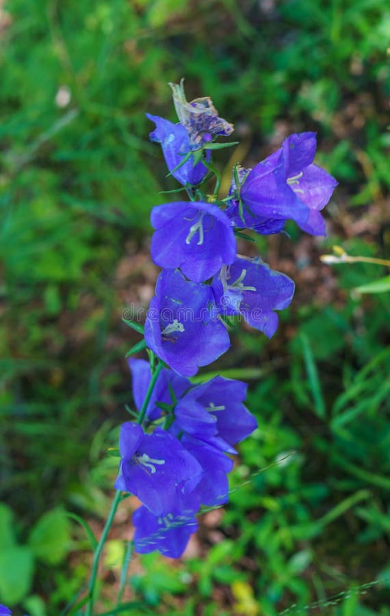 Beautiful Blue Wildflowers Bell in the Middle of Summer Stock Image ...