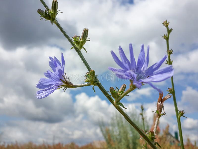 Beautiful blue wildflowers stock image. Image of color - 75133145