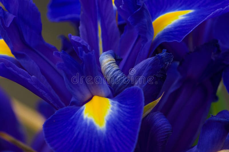 Beautiful Blue and Yellow Iris Flower Petals Stock Image - Image of ...