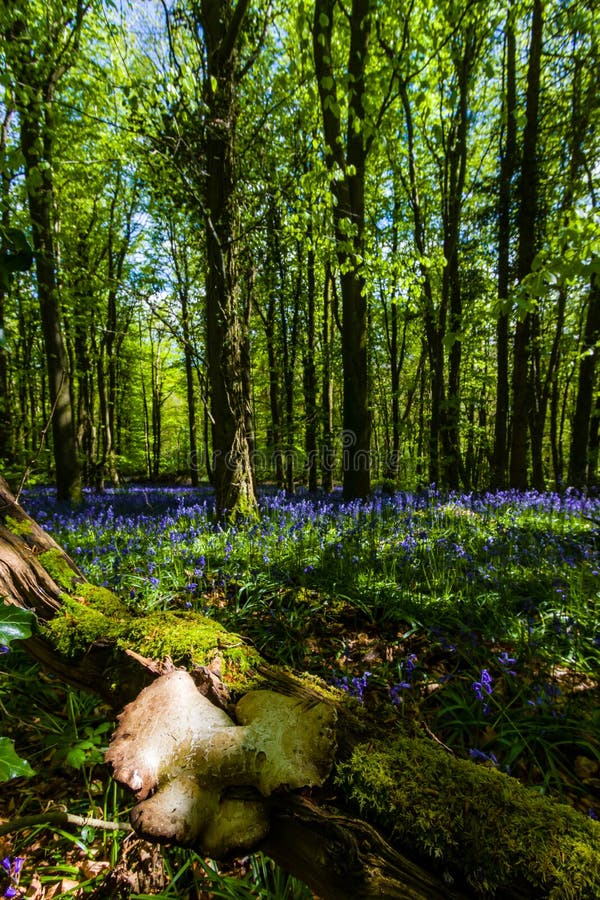 A Beautiful Bluebell Forest in the Spring Stock Image - Image of ...