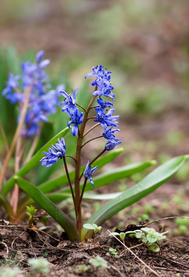 Beautiful Bluebell in Spring Stock Image - Image of bell, flowering ...