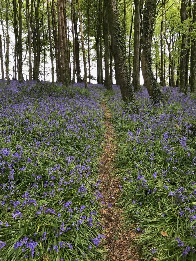 Beautiful Bluebell Woods in Spring Stock Photo - Image of floral ...