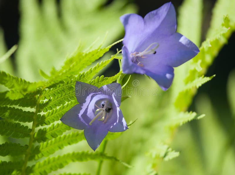 Beautiful Bluebells (campanula) Stock Photo - Image of plant, delicate ...