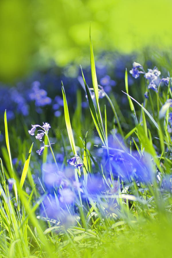 Beautiful Bluebells Close Up Stock Photo - Image of fresh, blurry: 31502638