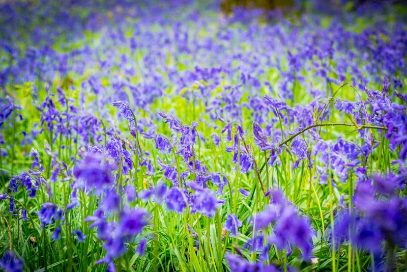 Beautiful Bluebells in the Forest of Scotland Stock Image - Image of ...