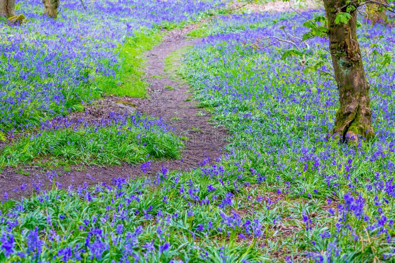 Beautiful Bluebells in the Forest of Scotland Stock Image - Image of ...
