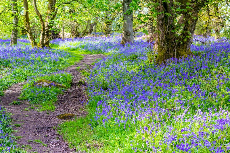Beautiful Bluebells in the Forest of Scotland Stock Image - Image of ...