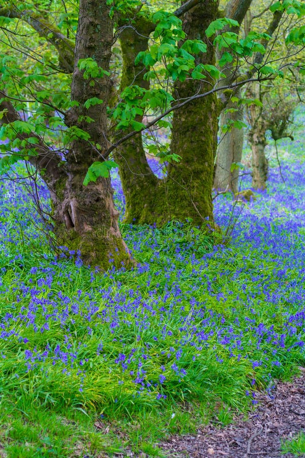 Beautiful Bluebells in the Forest of Scotland Stock Image - Image of ...