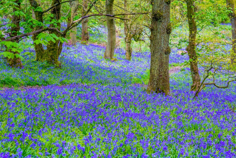 Beautiful Bluebells in the Forest of Scotland Stock Image - Image of ...