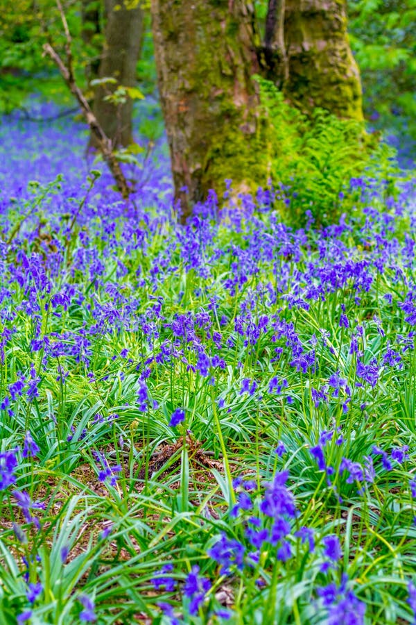 Bluebells Forest in Springtime, UK Stock Image - Image of green ...
