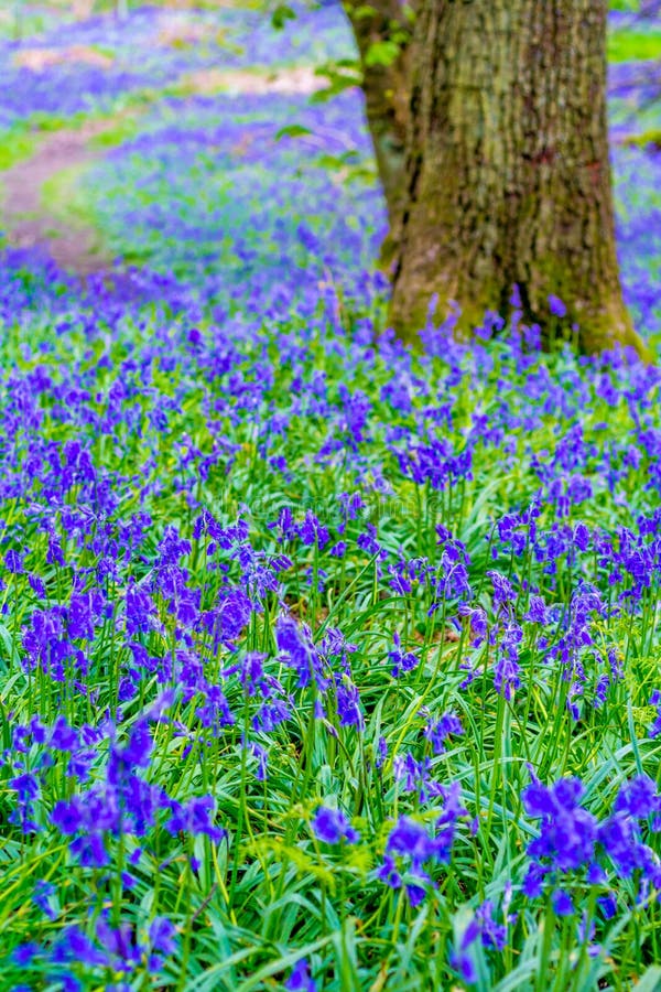 Beautiful Bluebells in the Forest of Scotland Stock Image - Image of ...