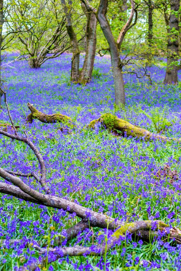 Beautiful Bluebells in the Forest of Scotland Stock Image - Image of ...