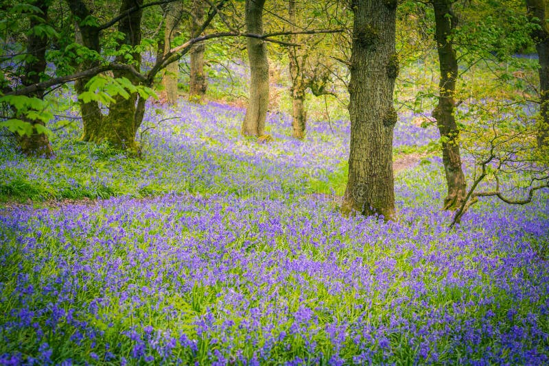 Beautiful Bluebells in the Forest of Scotland Stock Photo - Image of ...