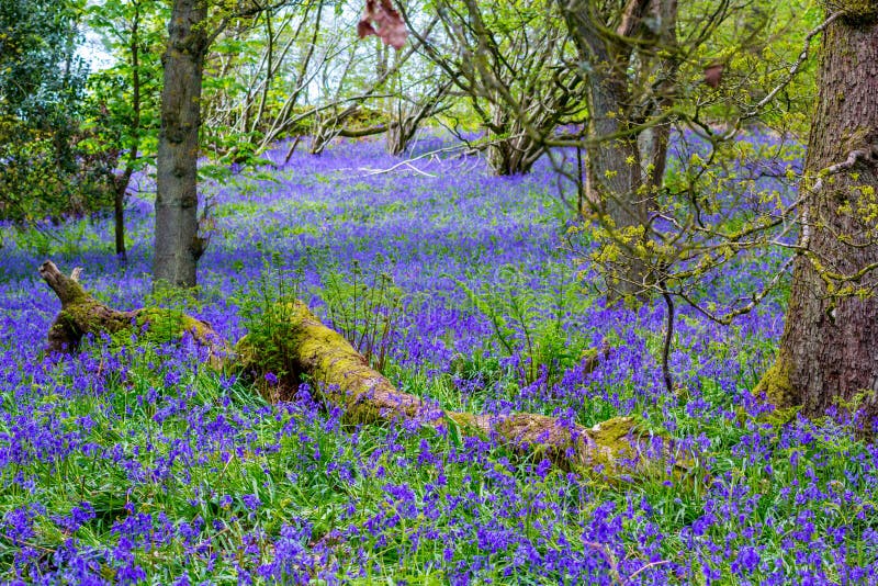177 Scotland Bluebells Woods Stock Photos - Free & Royalty-Free Stock ...