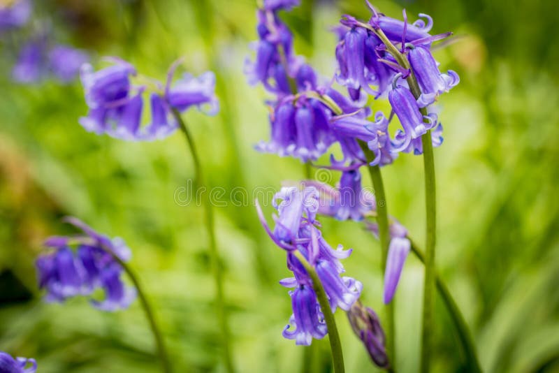 Beautiful Bluebells in the Forest of Scotland Stock Image - Image of ...