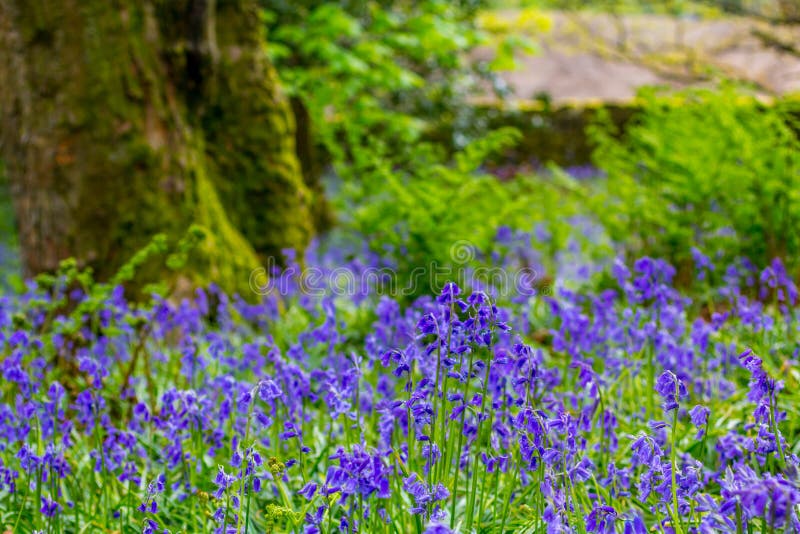 Beautiful Bluebells Close Up Stock Image - Image of colorful, carpet ...