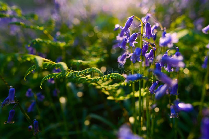 Beautiful Bluebells in Spring Forest, Natural Background Stock Image ...
