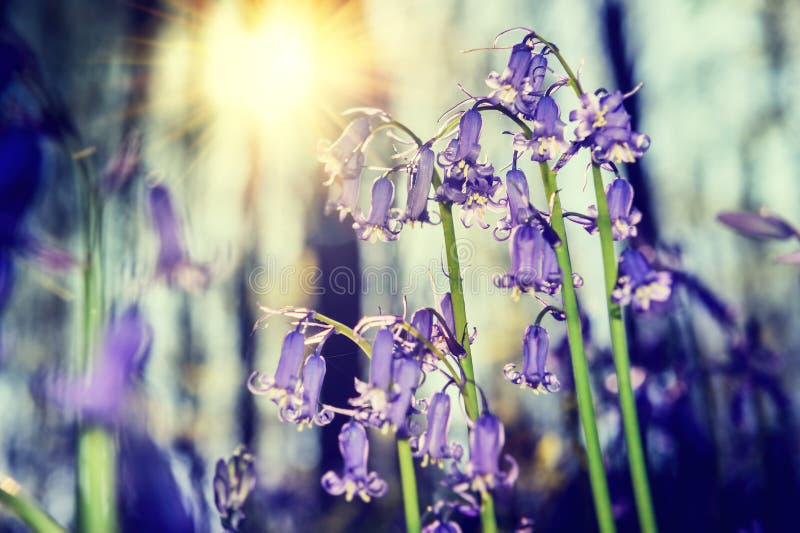 Beautiful Bluebells in Spring Forest Stock Photo - Image of florist ...