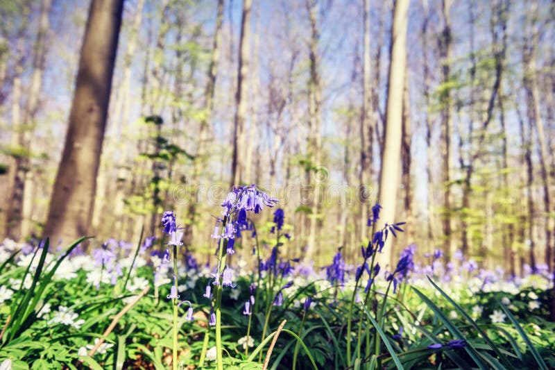 Beautiful Bluebells in Spring Forest Stock Photo - Image of growth ...