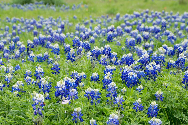 Beautiful bluebonnet field stock image. Image of nature - 90497377