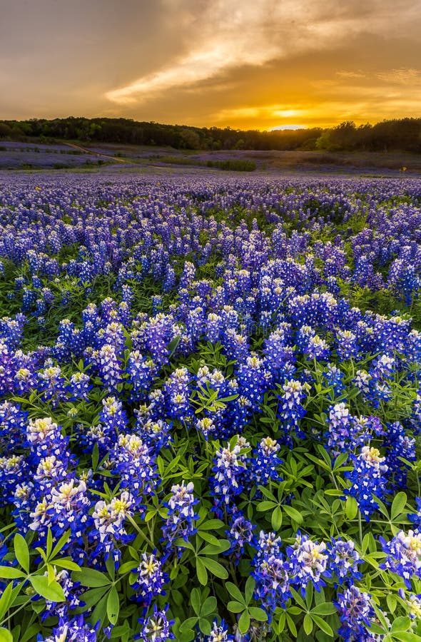 Beautiful Bluebonnets Field at Sunset Near Austin, Texas. Stock Image ...