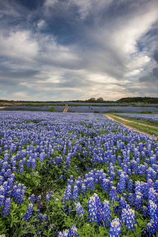 Beautiful Bluebonnets Field at Sunset Near Austin, Texas in Spri Stock ...