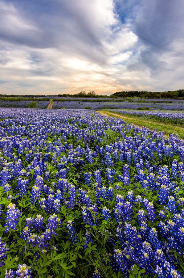 Beautiful Bluebonnets Field at Sunset Near Austin, Texas Stock Image ...