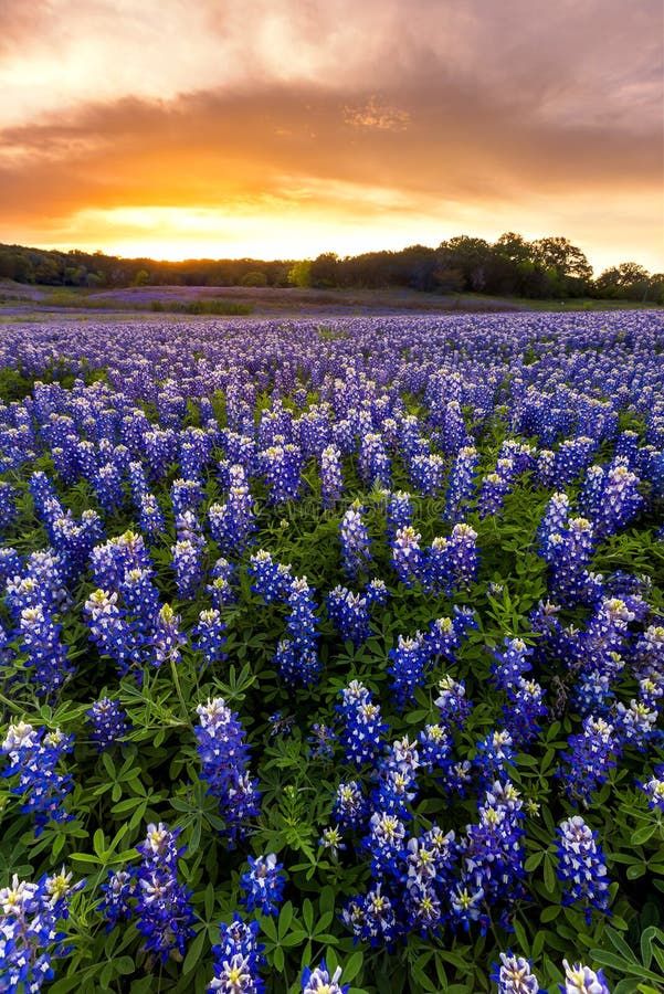 Beautiful Bluebonnets Field at Sunset Near Austin, Texas in Spri Stock ...
