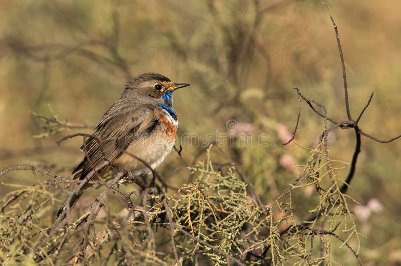 Beautiful Bluethroat, Bahrain Stock Image - Image of creature, exotic ...