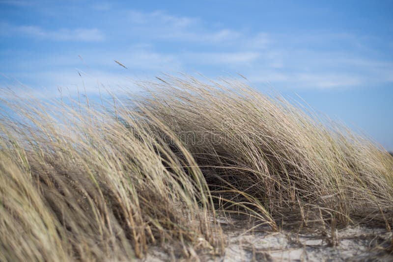 Dry grass in the wind stock photo. Image of wheat, sunny - 172554714