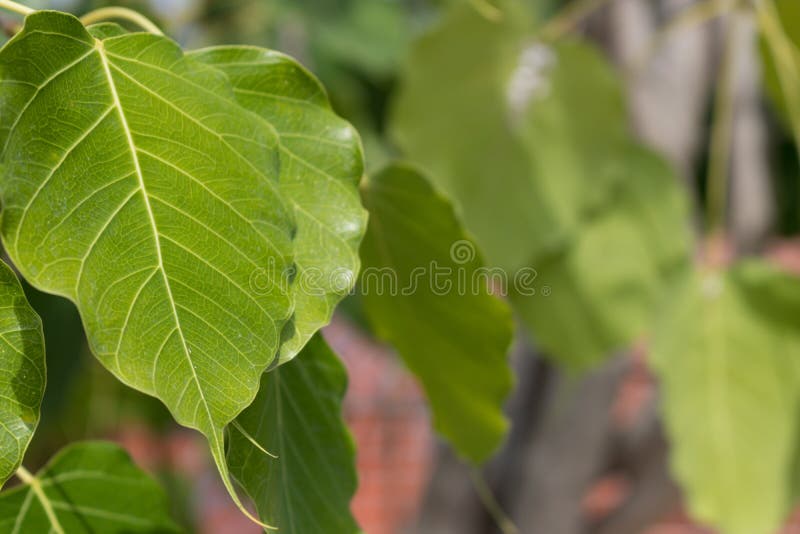 Beautiful of Bo Leaves on the Branch of Tree Stock Image - Image of ...