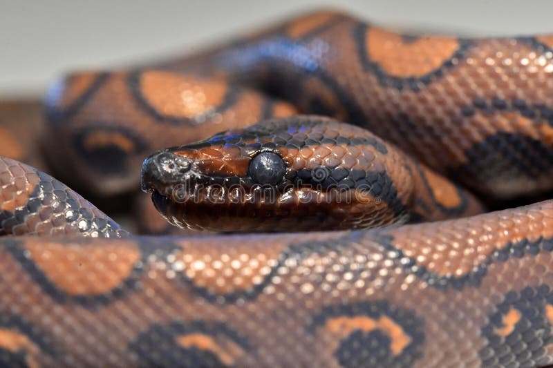 A Beautiful Boa Constrictor Snake Stock Photo - Image of species ...