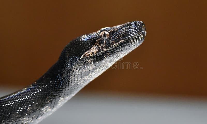 A Beautiful Boa Constrictor Snake Stock Image - Image of creature ...