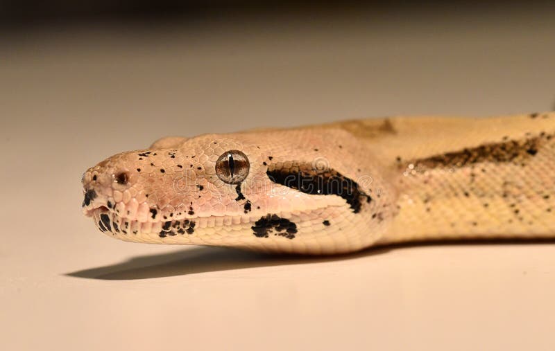 A Beautiful Boa Constrictor Snake Stock Image - Image of species ...