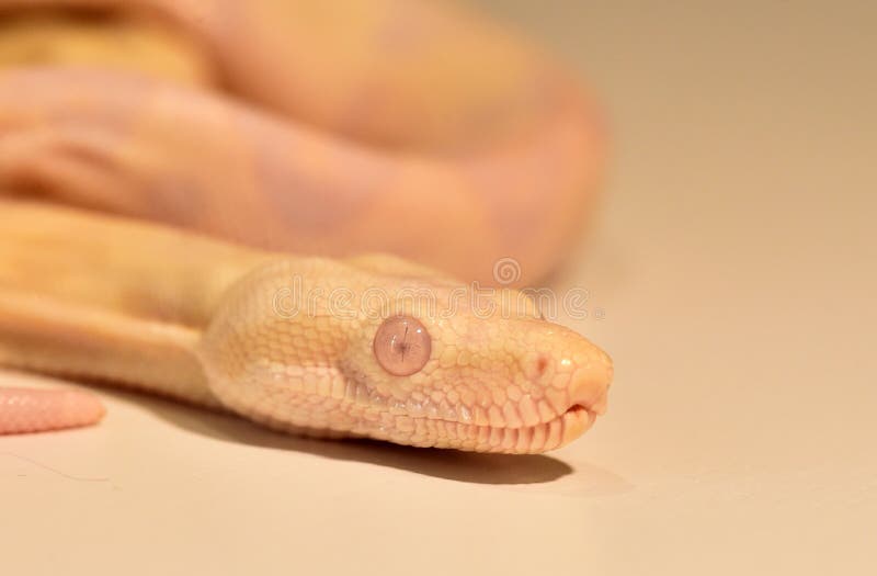 A Beautiful Boa Constrictor Snake Stock Image - Image of serpent ...