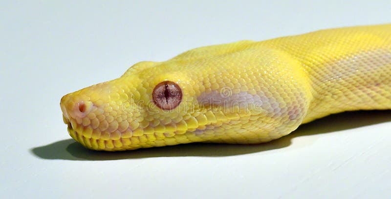 A Beautiful Boa Constrictor Snake Stock Image - Image of python, nature ...