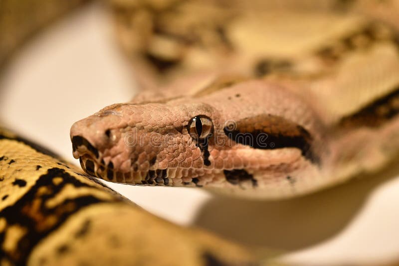 A Beautiful Boa Constrictor Snake Stock Photo - Image of scary ...