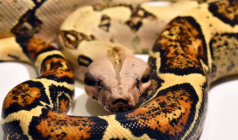 A Beautiful Boa Constrictor Snake Stock Image - Image of animal, snake ...