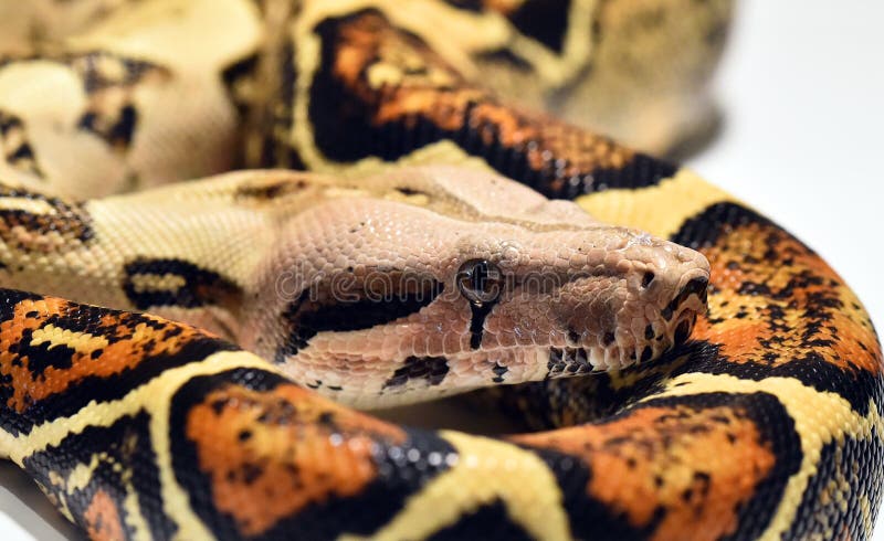 A Beautiful Boa Constrictor Snake Stock Photo - Image of predator ...