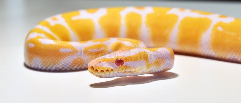 A Beautiful Boa Constrictor Snake Stock Image - Image of python, curve ...