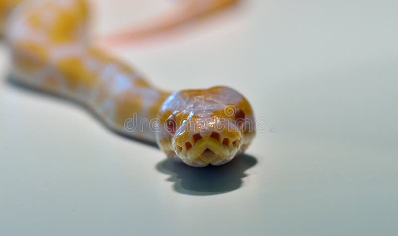 A Beautiful Boa Constrictor Snake Stock Photo - Image of crawling ...
