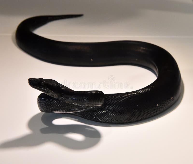A Beautiful Boa Constrictor Snake Stock Photo - Image of snake, royal ...