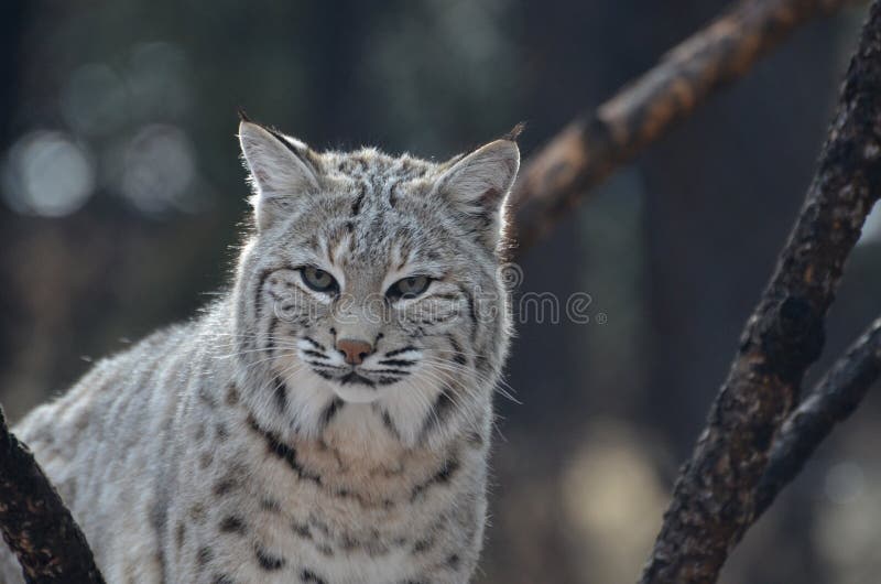 Beautiful Bobcat stock photo. Image of wild, adorable - 78878800